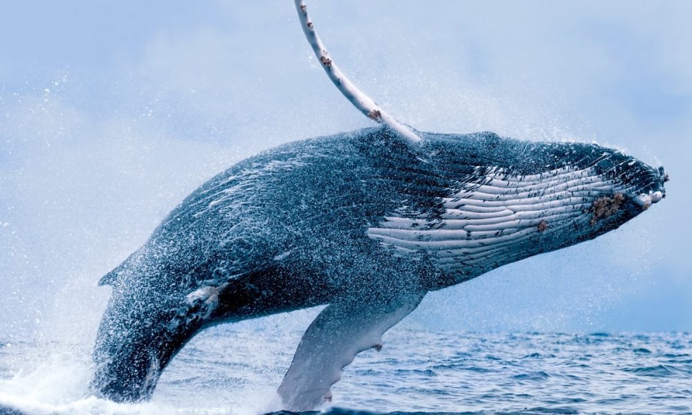 World Ocean Day: meet the GPS that can track whales | Ticker NEWS