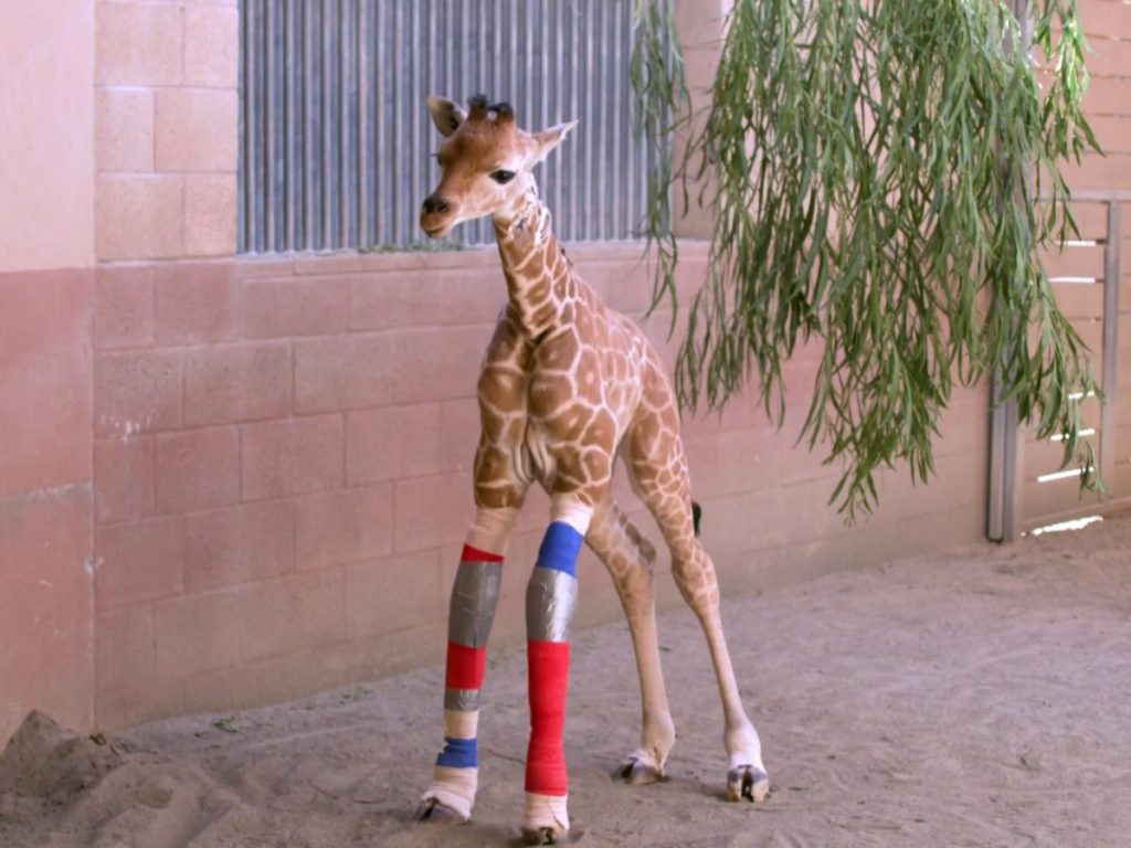 Baby giraffe learns to walk with custom leg brace