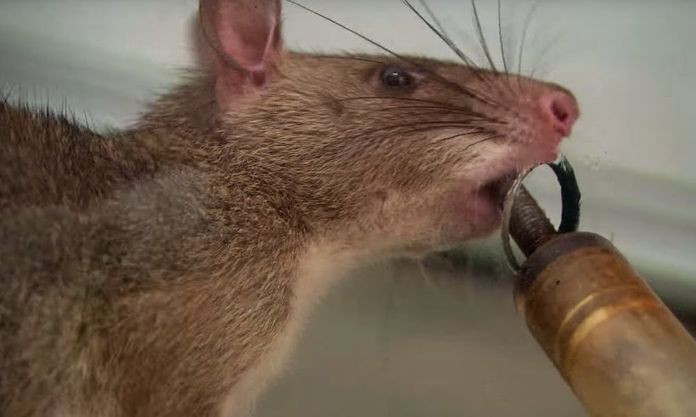 'Wired' rats get into 200 kilograms of cannabis