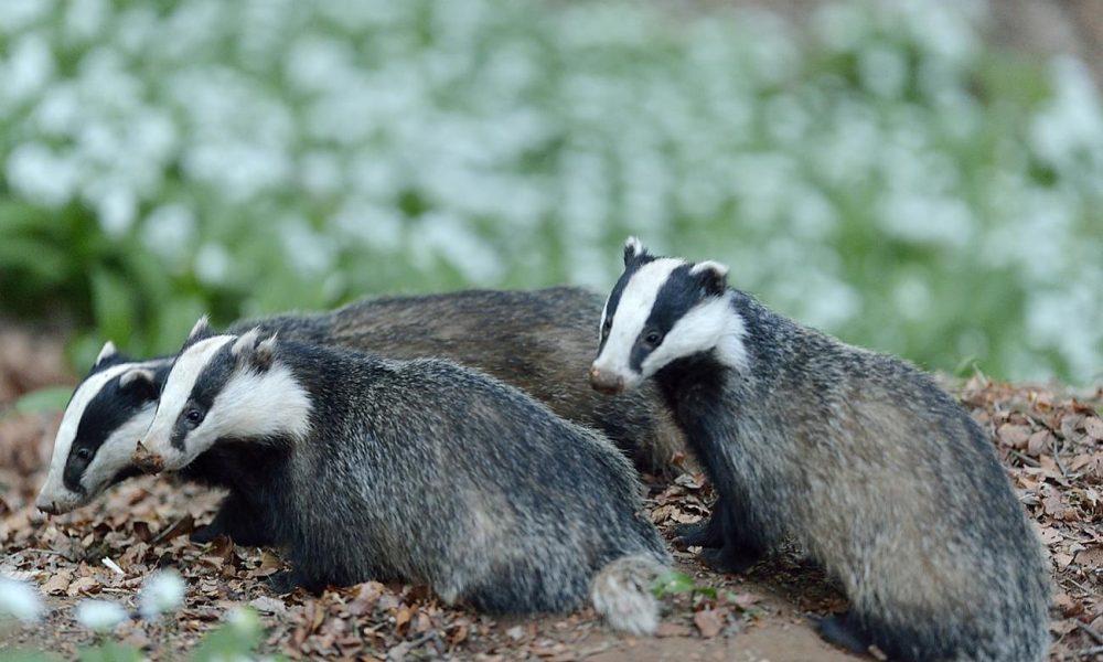 Burrowing badgers wreak havoc on Dutch railway tracks