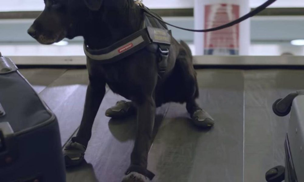 The secret lives of airport security dogs